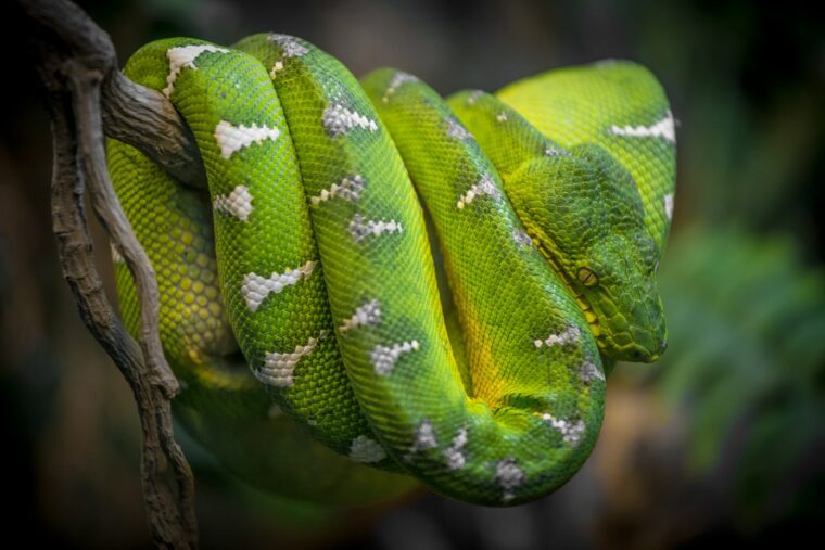 Differences Between Emerald Tree Boas and Green Tree Pythons