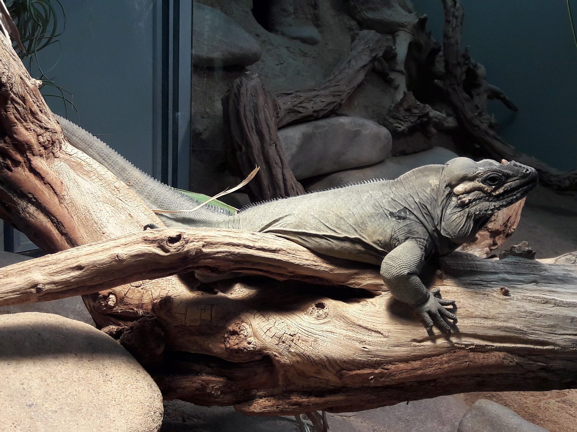 The Most Popular Types of Pet Iguanas | Pets and Animals Tips