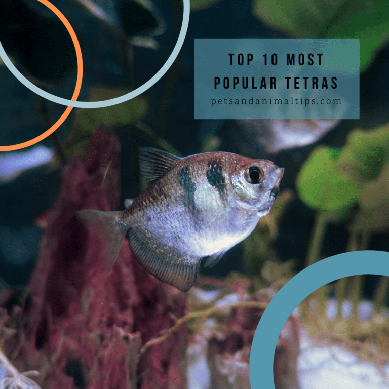 Top 10 Most Popular Tetras | Pets and Animals Tips