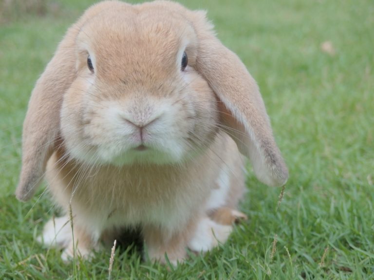 Top 10 Most Popular Rabbit Breeds | Pets and Animals Tips